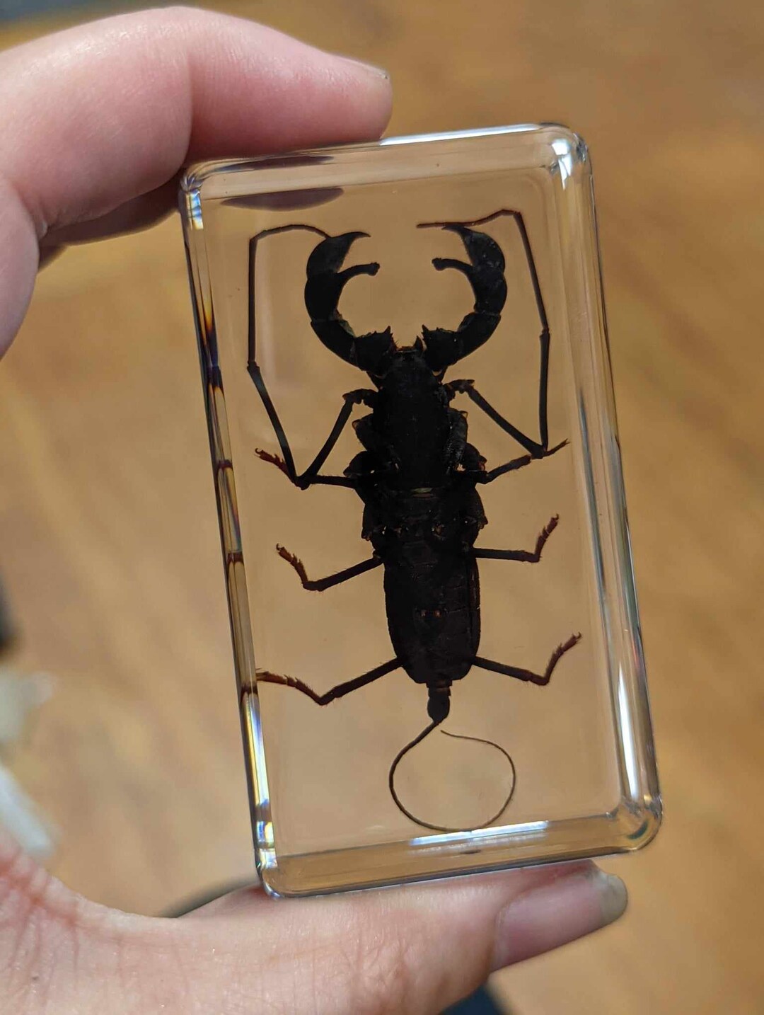 Large Whip Scorpion, Preserved in Resin, Collectible Modern Fossil - Etsy