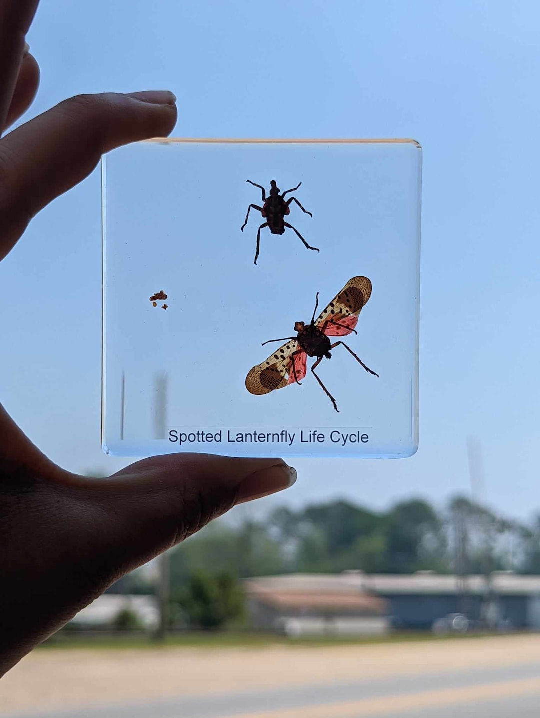 Life Cycle of Spotted Laternfly Cicada, Preserved in Resin, Collectible ...