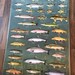 Fresh Water Game Fish Educational Poster Laminated for Quality - Etsy