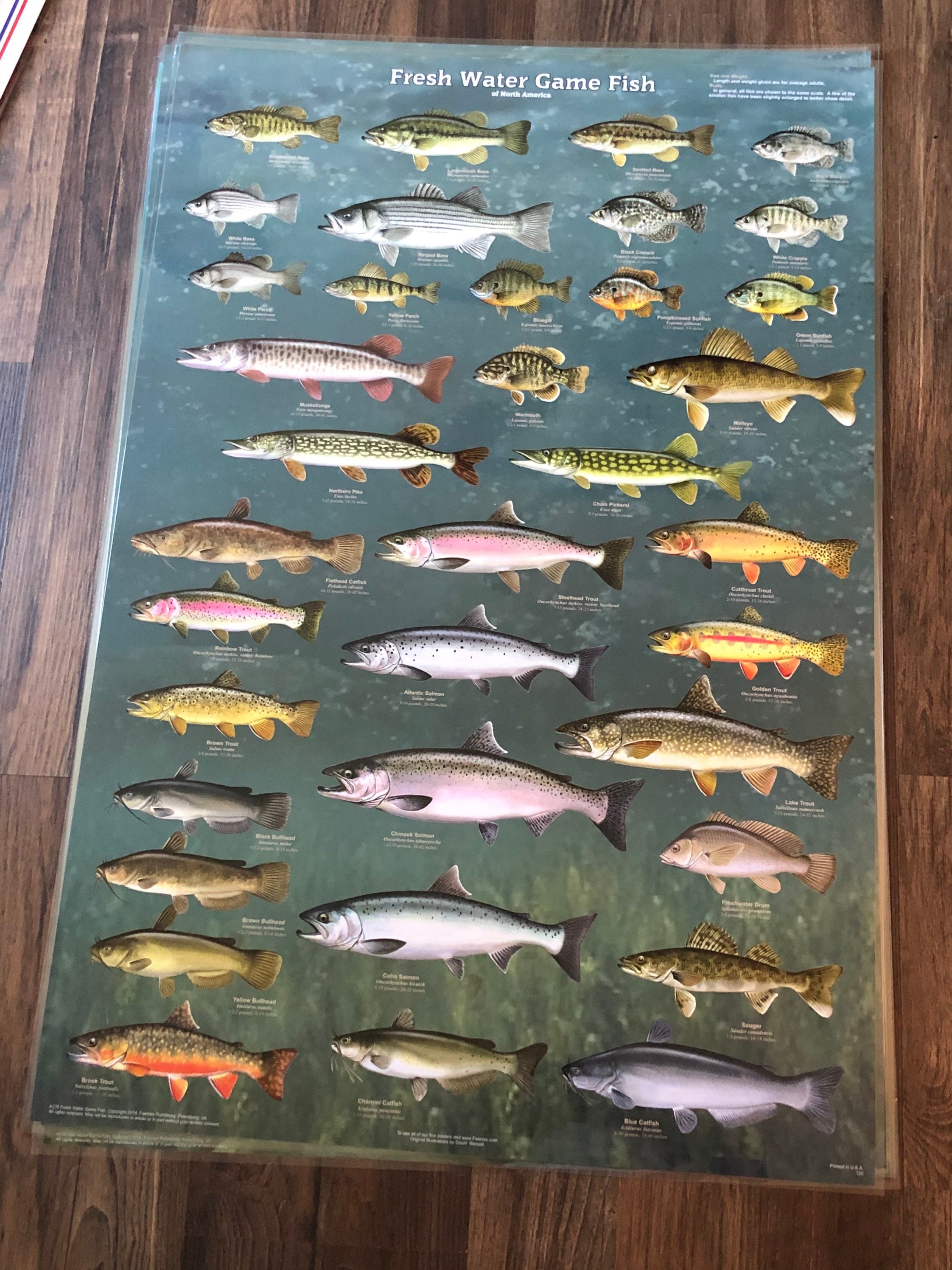 Fresh Water Game Fish Educational Poster Laminated for | Etsy