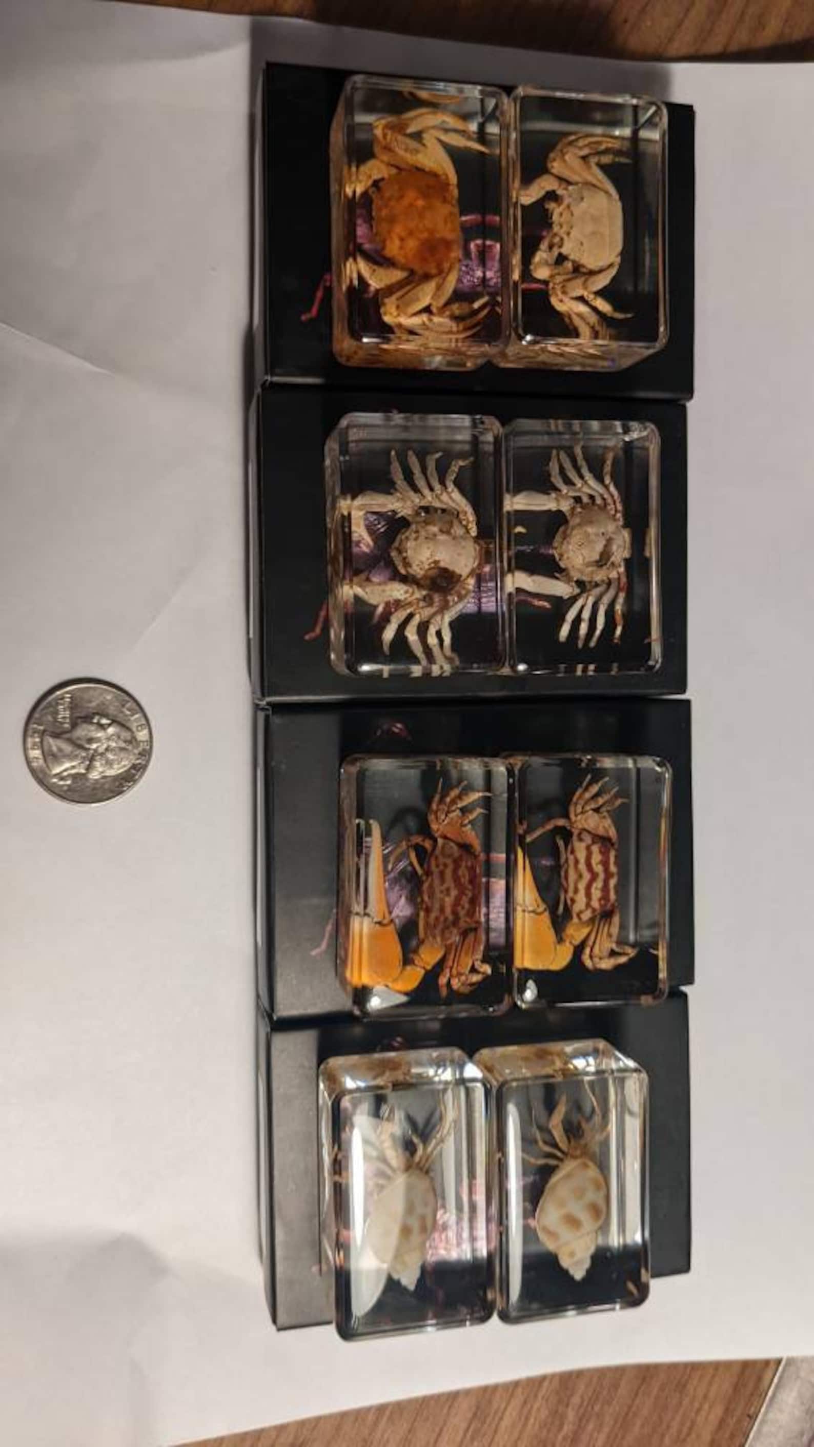 Crab Curiosity - Crabs Preserved in Resin - Etsy