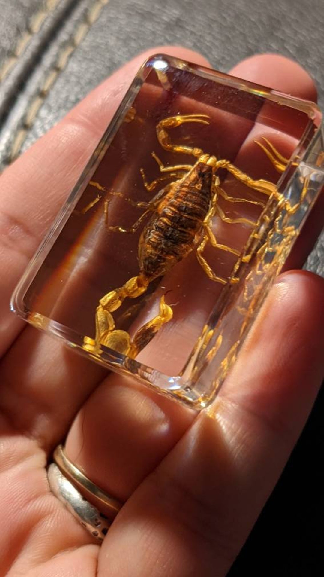Real Scorpion, Preserved in Resin, Collectible Modern Fossil - Etsy