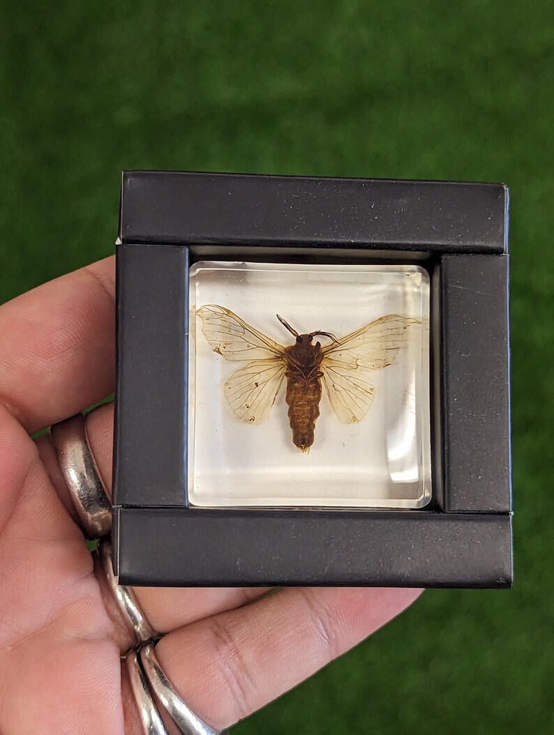 Silk Moth, Preserved in Resin, Collectible Modern Fossil - Etsy