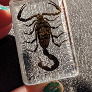 Real Scorpion, Preserved in Resin, Collectible Modern Fossil - Etsy