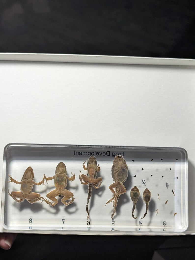 Large Educational Lifecycle of a Frog , Preserved in Resin, Collectible ...