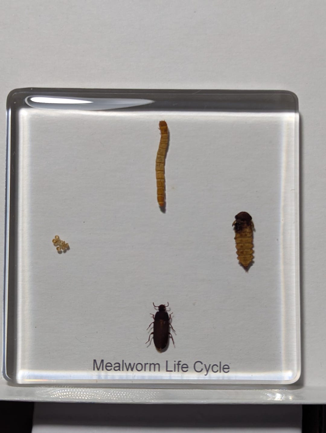 Lifecycle of a Mealworm , Preserved in Resin, Collectible Modern Day ...