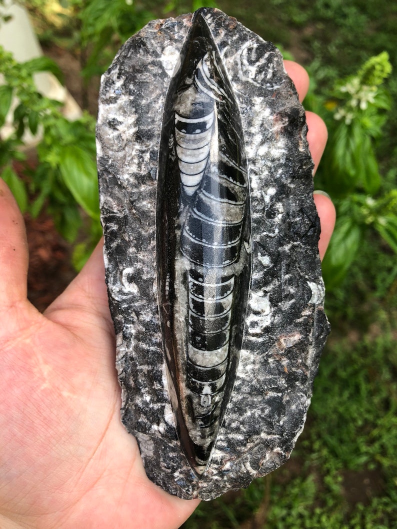 Big Orthoceras Fossil - Etsy