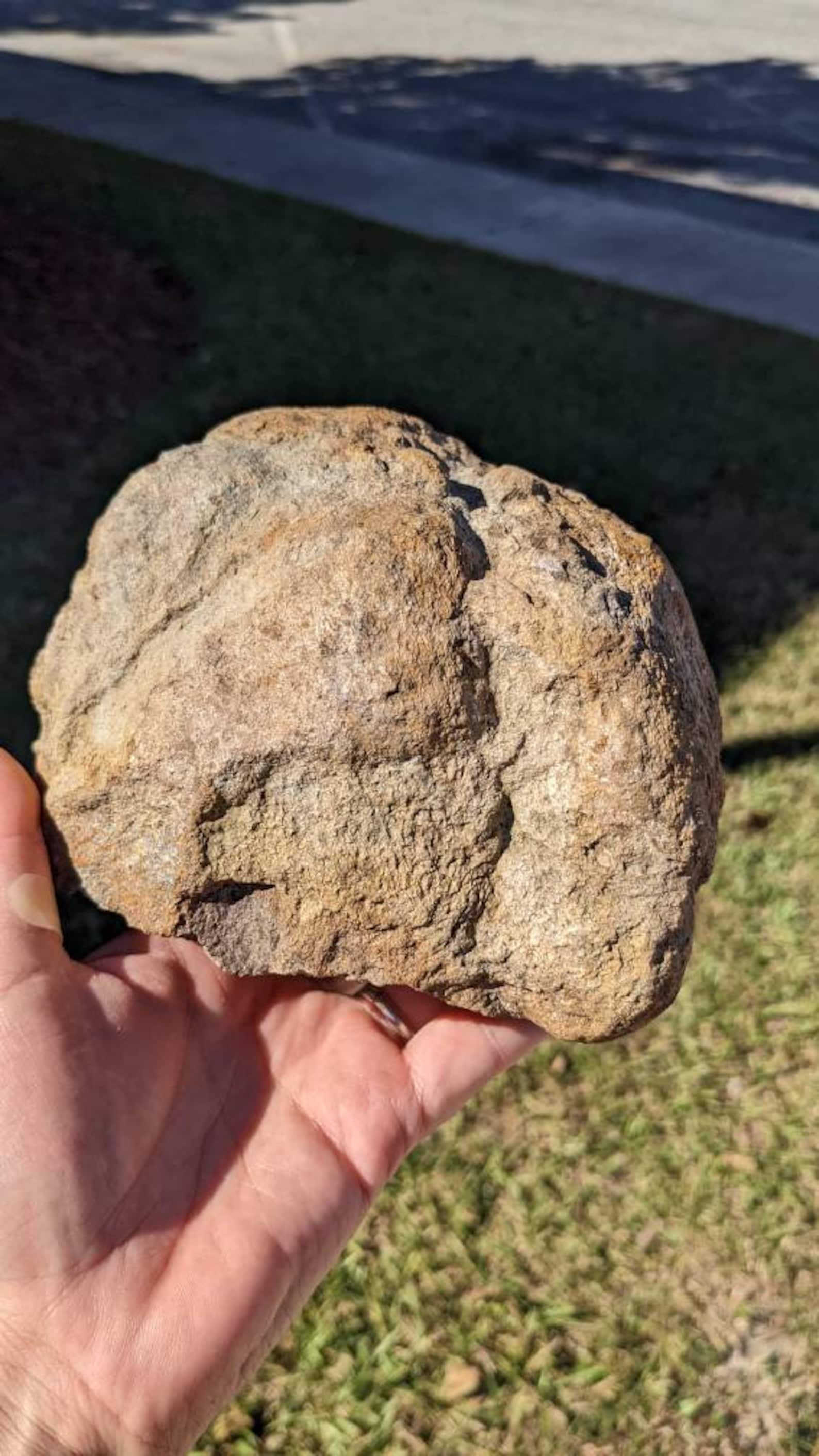 Huge Natural Agatized Dinosaur Bone with Natural Frills - Etsy