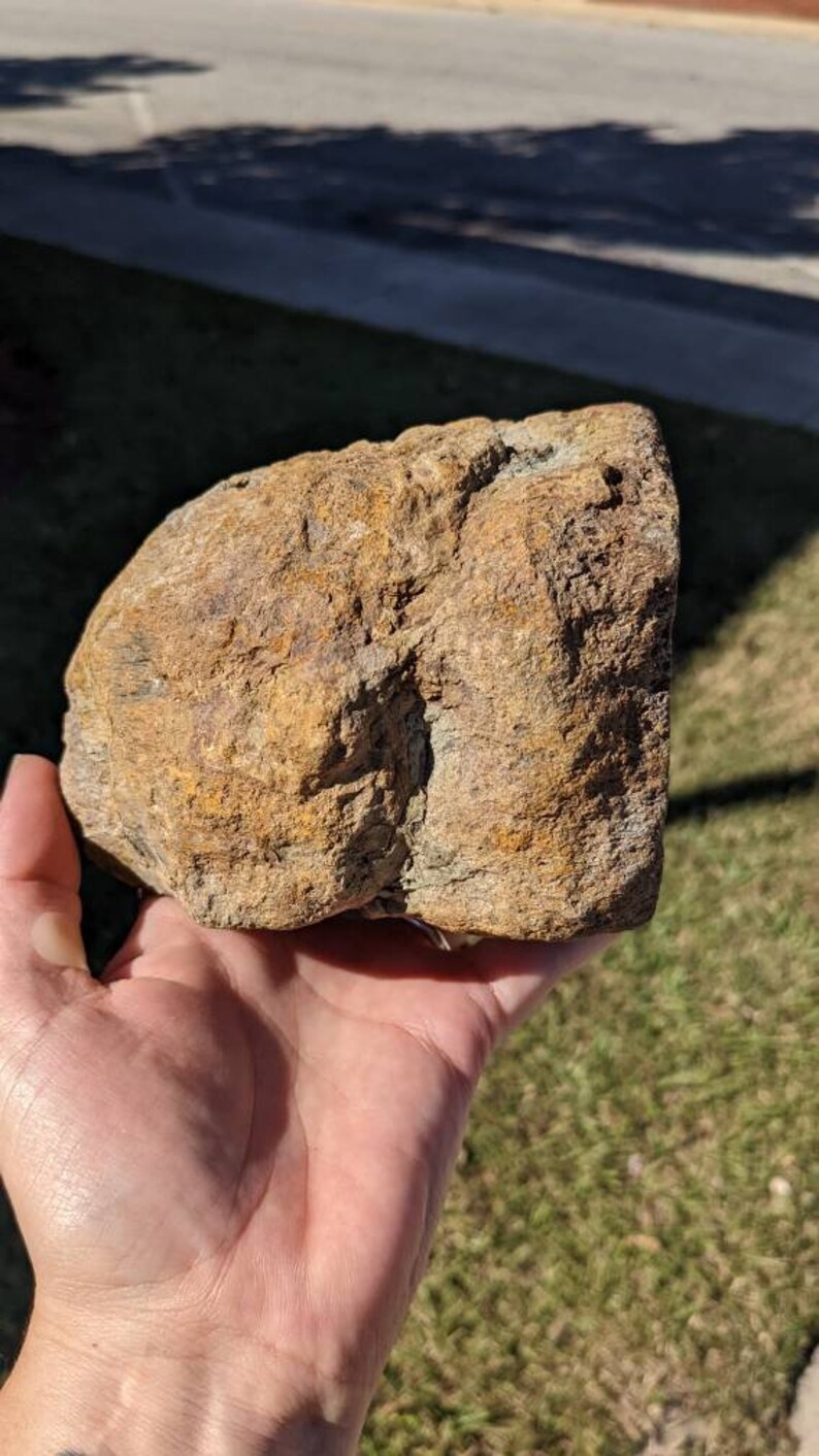 Huge Natural Agatized Dinosaur Bone with Natural Frills - Etsy