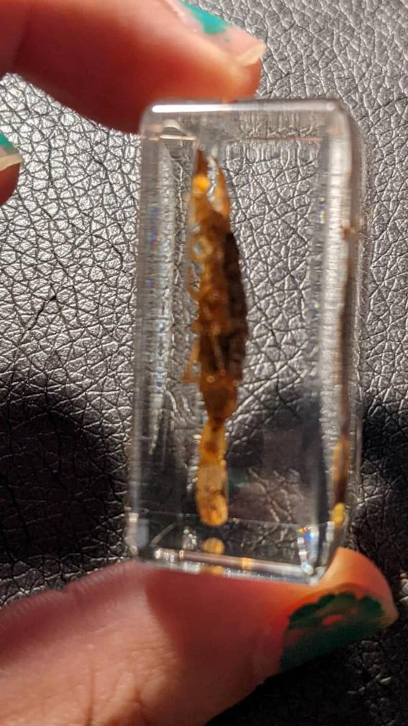 Real Scorpion, Preserved in Resin, Collectible Modern Fossil - Etsy