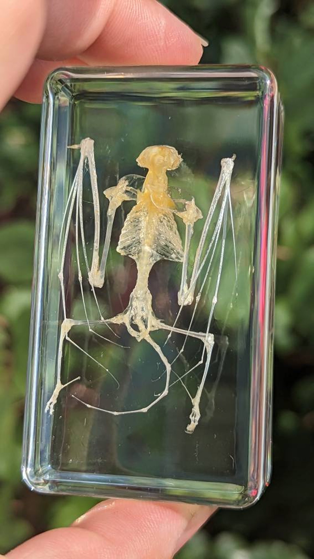 Real Bat Skeleton, Preserved in Resin, Collectible Modern Fossil - Etsy