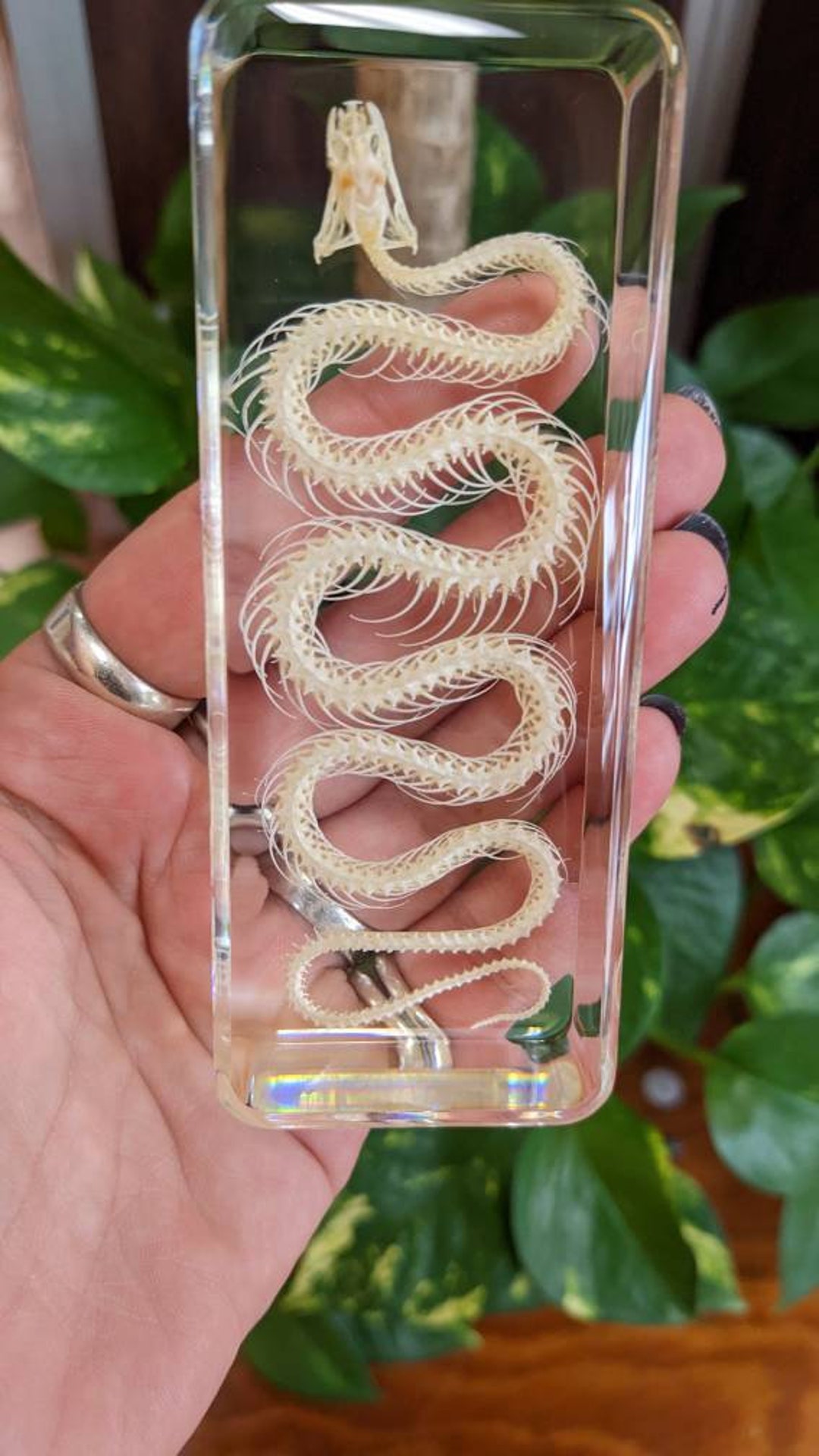 Real Snake Skeleton, Preserved in Resin, Collectible Modern Fossil - Etsy