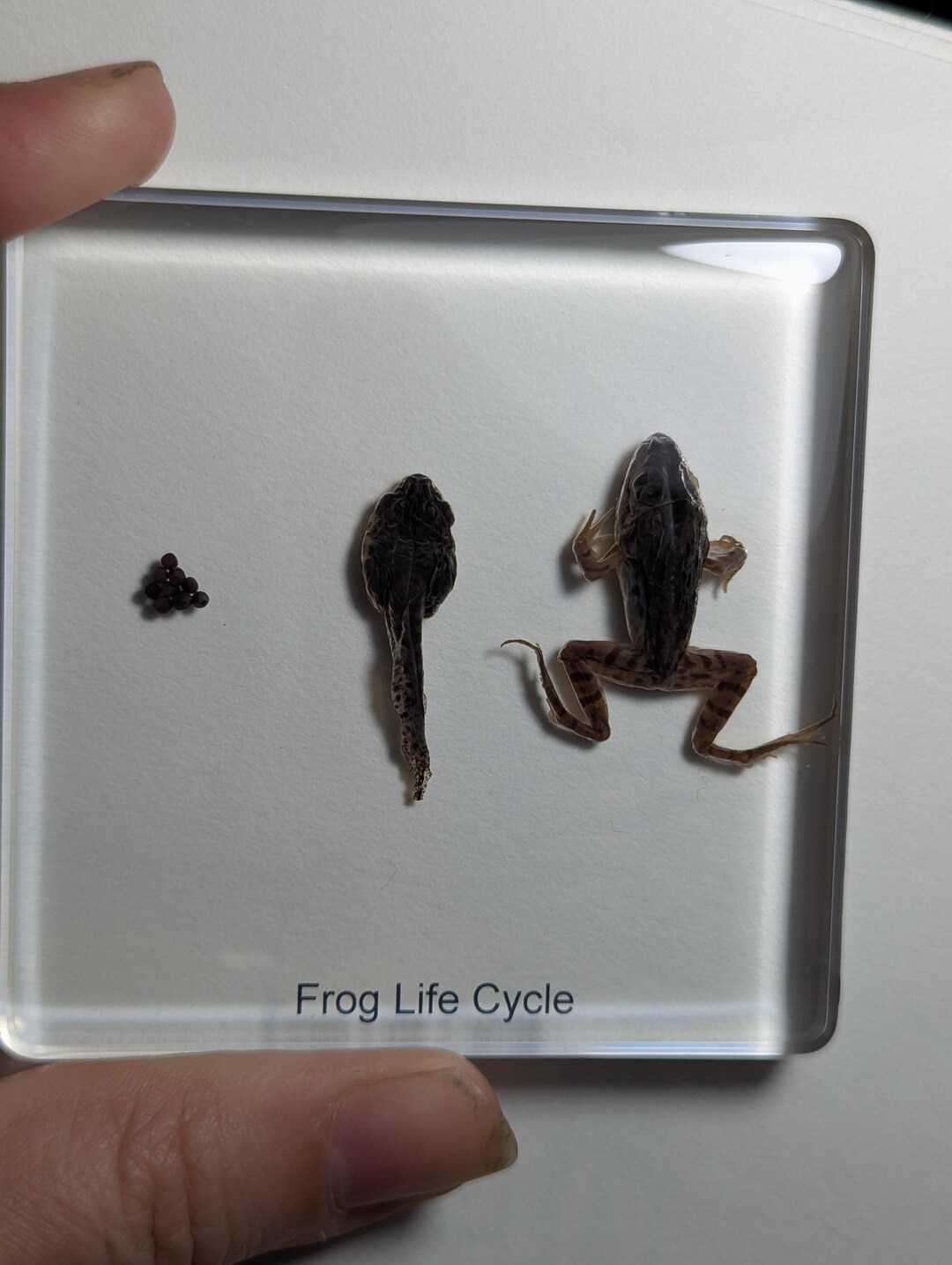 Lifecycle of a Frog , Preserved in Resin, Collectible Modern Day Fossil ...