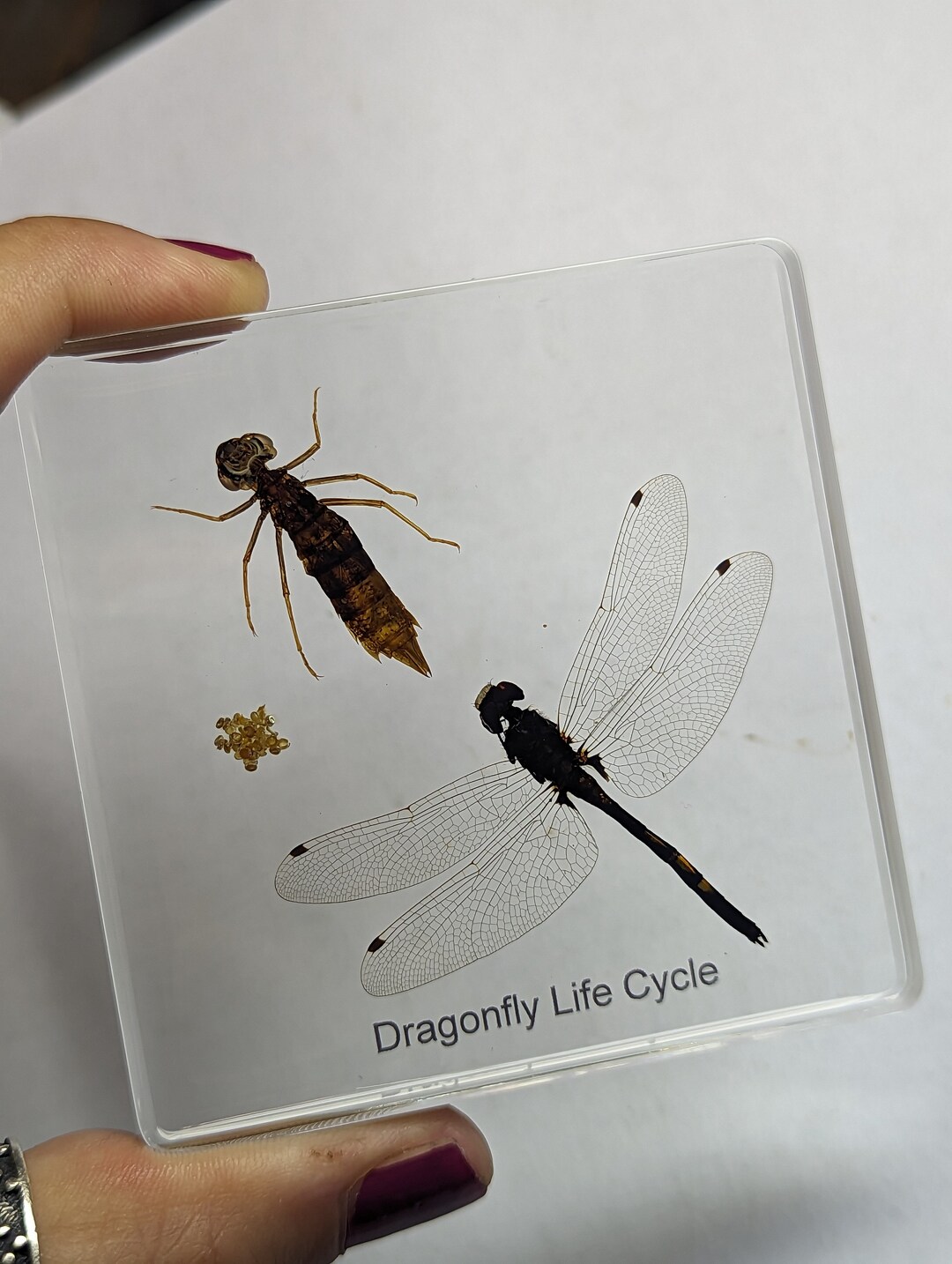 Lifecycle of Dragonfly , Preserved in Resin, Collectible Modern Day ...