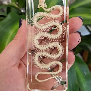 Real Snake Skeleton, Preserved in Resin, Collectible Modern Fossil - Etsy