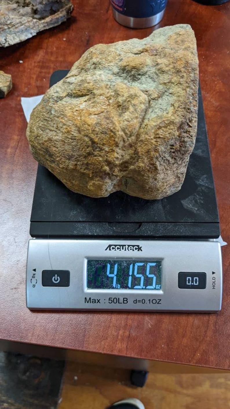 Huge Natural Agatized Dinosaur Bone with Natural Frills - Etsy