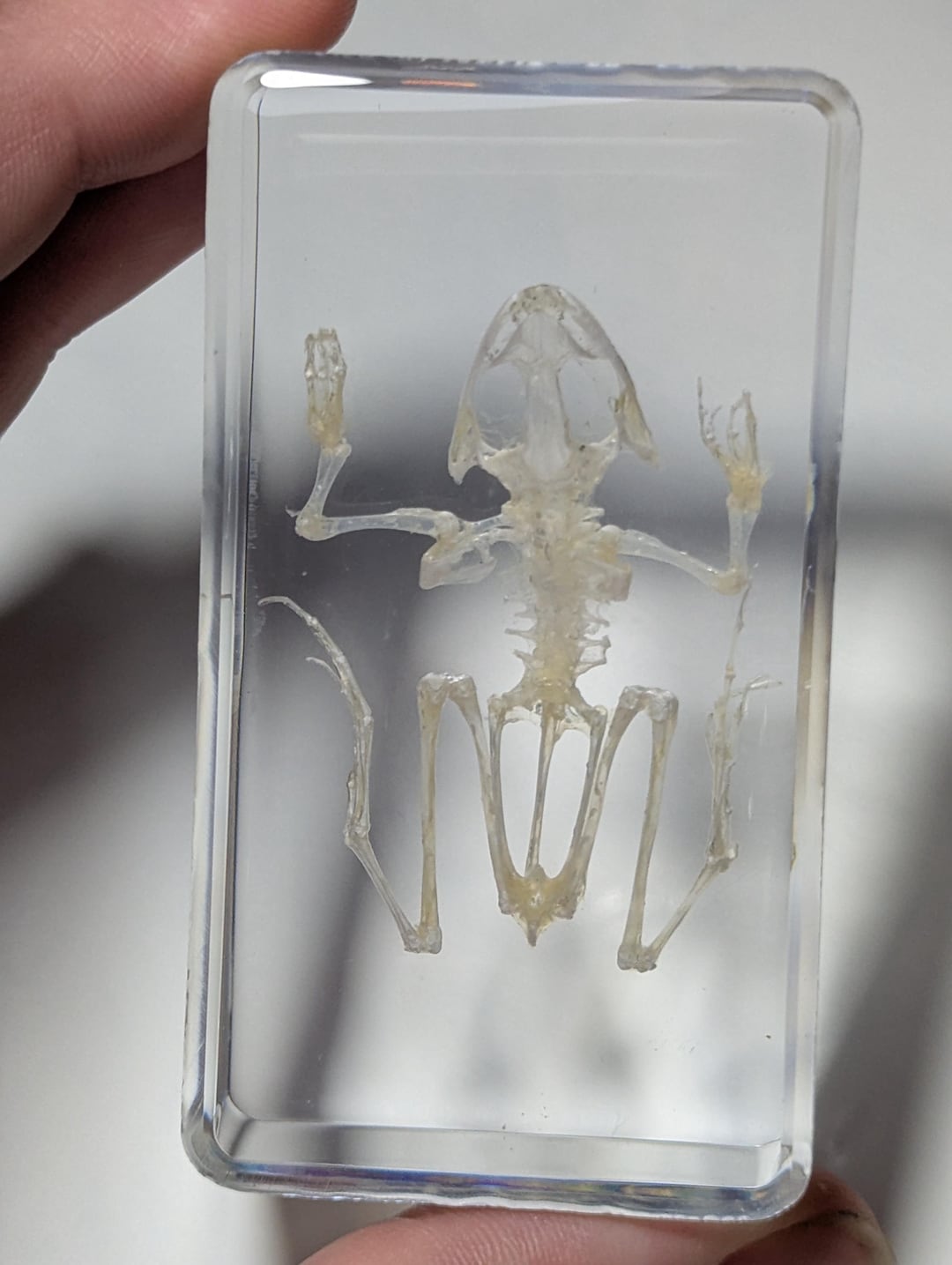Real Frog Skeleton, Preserved in Resin, Collectible Modern Day Fossil ...