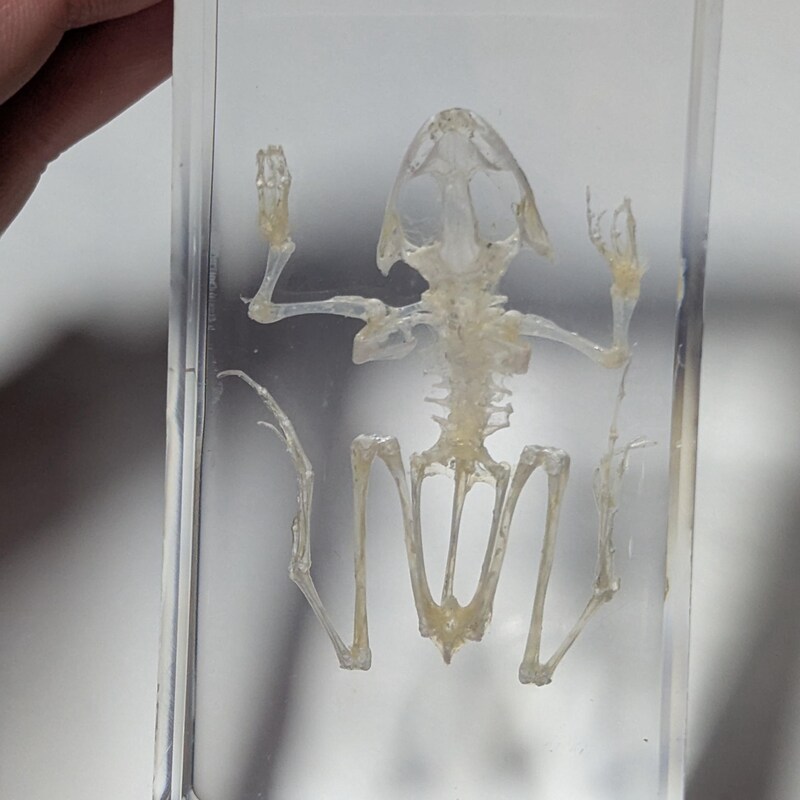 Real Frog - Etsy