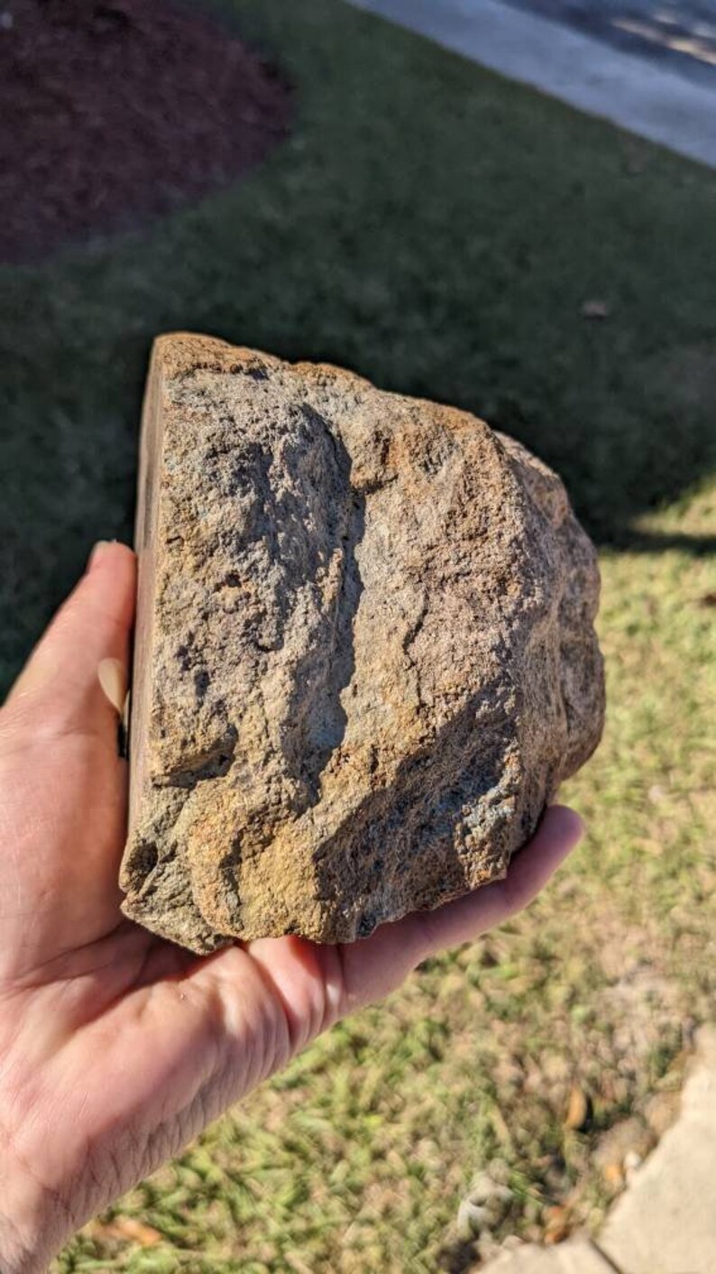 Huge Natural Agatized Dinosaur Bone with Natural Frills - Etsy