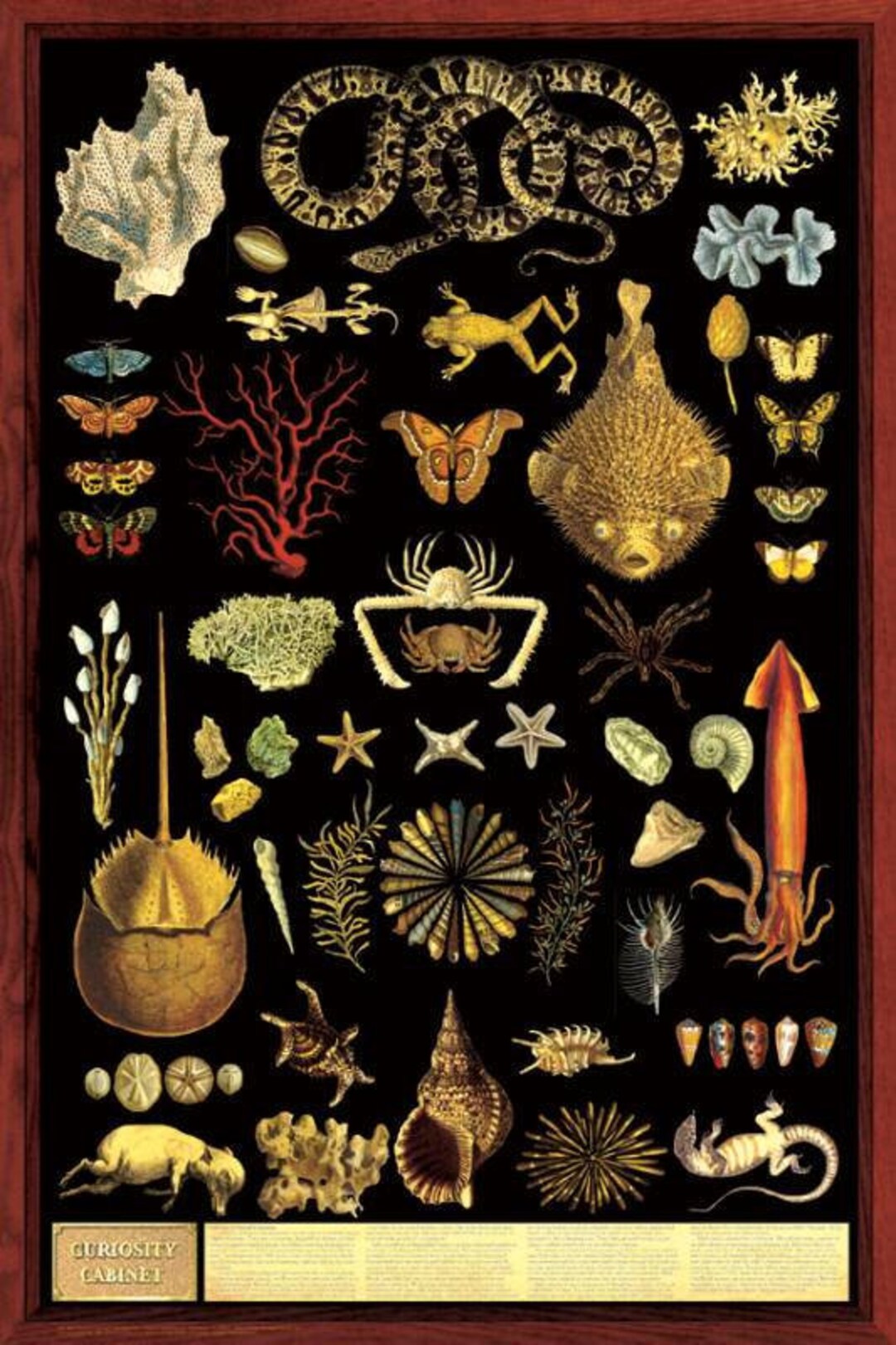 Curiosity Cabinet Educational Poster - Laminated for Quality - Etsy