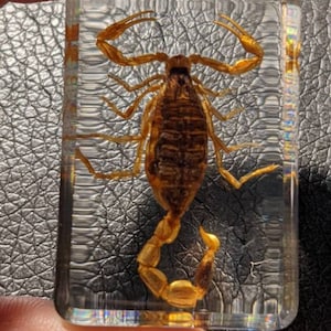 Real Scorpion, Preserved in Resin, Collectible Modern Fossil - Etsy