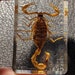 Real Scorpion, Preserved in Resin, Collectible Modern Fossil - Etsy