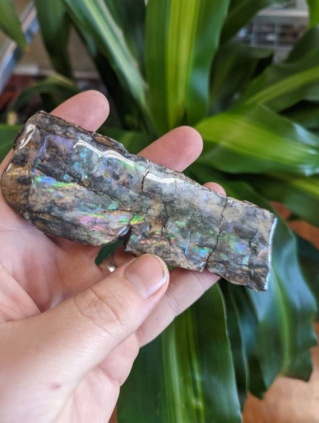 Large Baculite Fossil, Colorado - Etsy