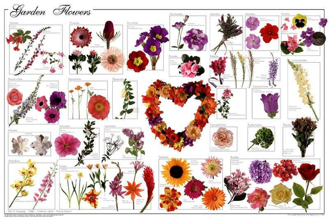 Garden Flowers Educational Poster - Laminated for Quality - Etsy