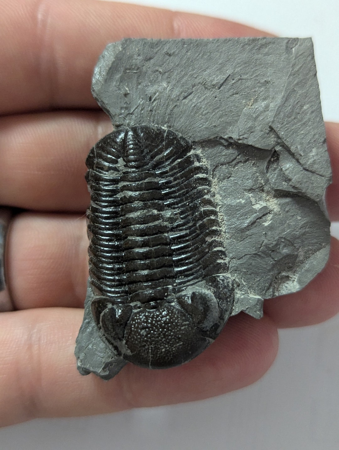Vintage, Large Phacops Rana Trilobite Fossil, From Buffalo New York - Etsy