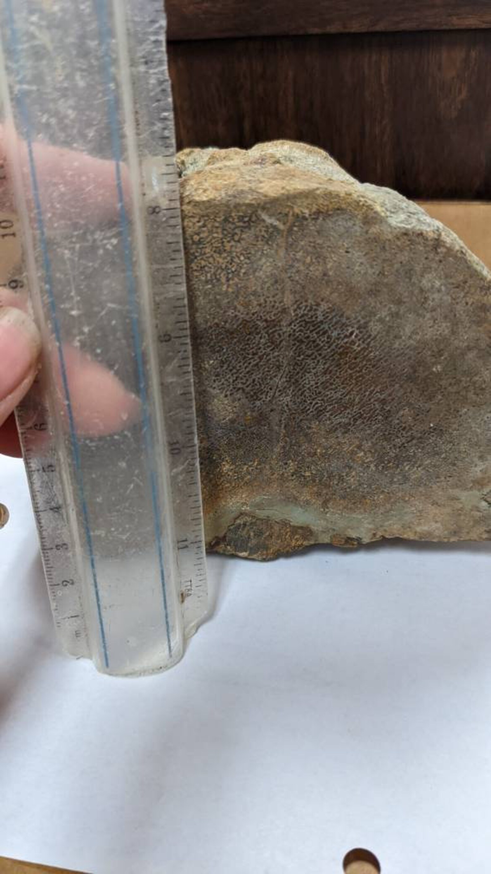 Huge Natural Agatized Dinosaur Bone with Natural Frills - Etsy