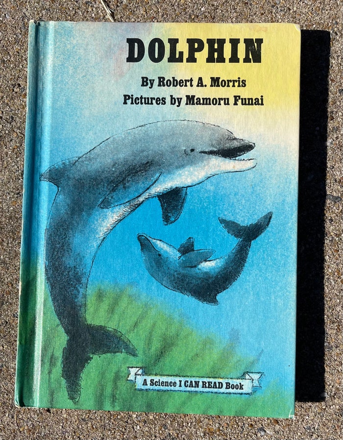 Life Cycle of a Dolphin - Etsy