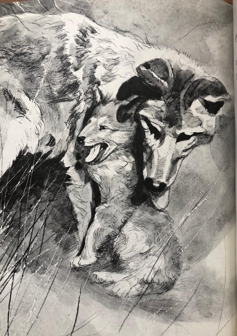 Coyote Cry by Byrd Baylor HB 1972 - Etsy