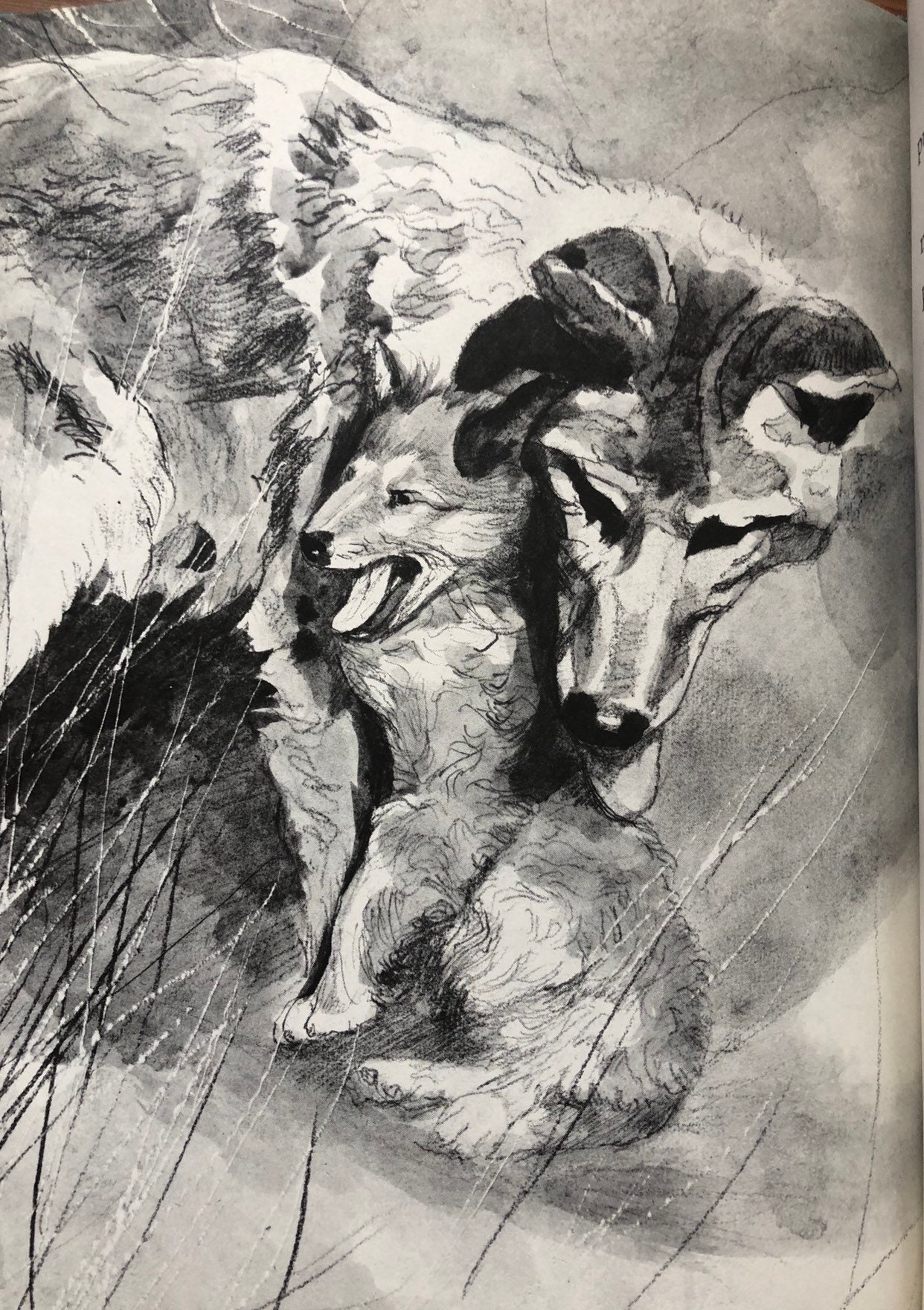 Coyote Cry by Byrd Baylor HB 1972 - Etsy