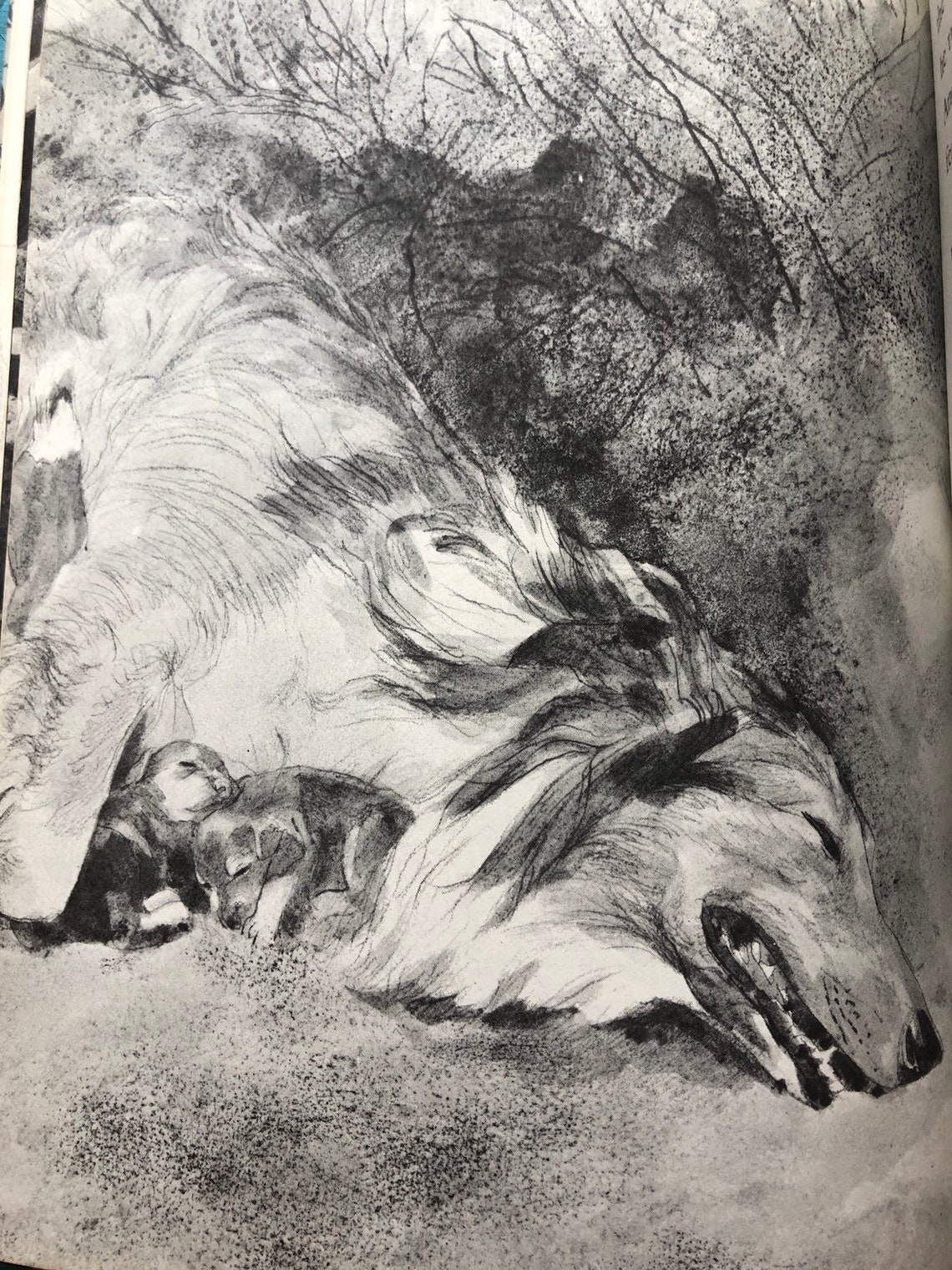Coyote Cry, by Byrd Baylor, HB, 1972 - Etsy