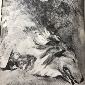 Coyote Cry, by Byrd Baylor, HB, 1972 - Etsy