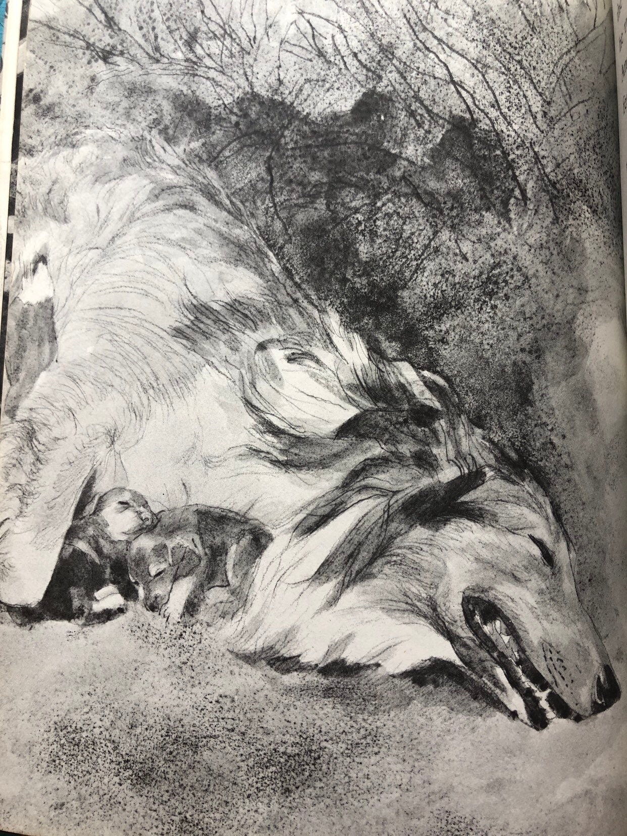 Coyote Cry by Byrd Baylor HB 1972 - Etsy