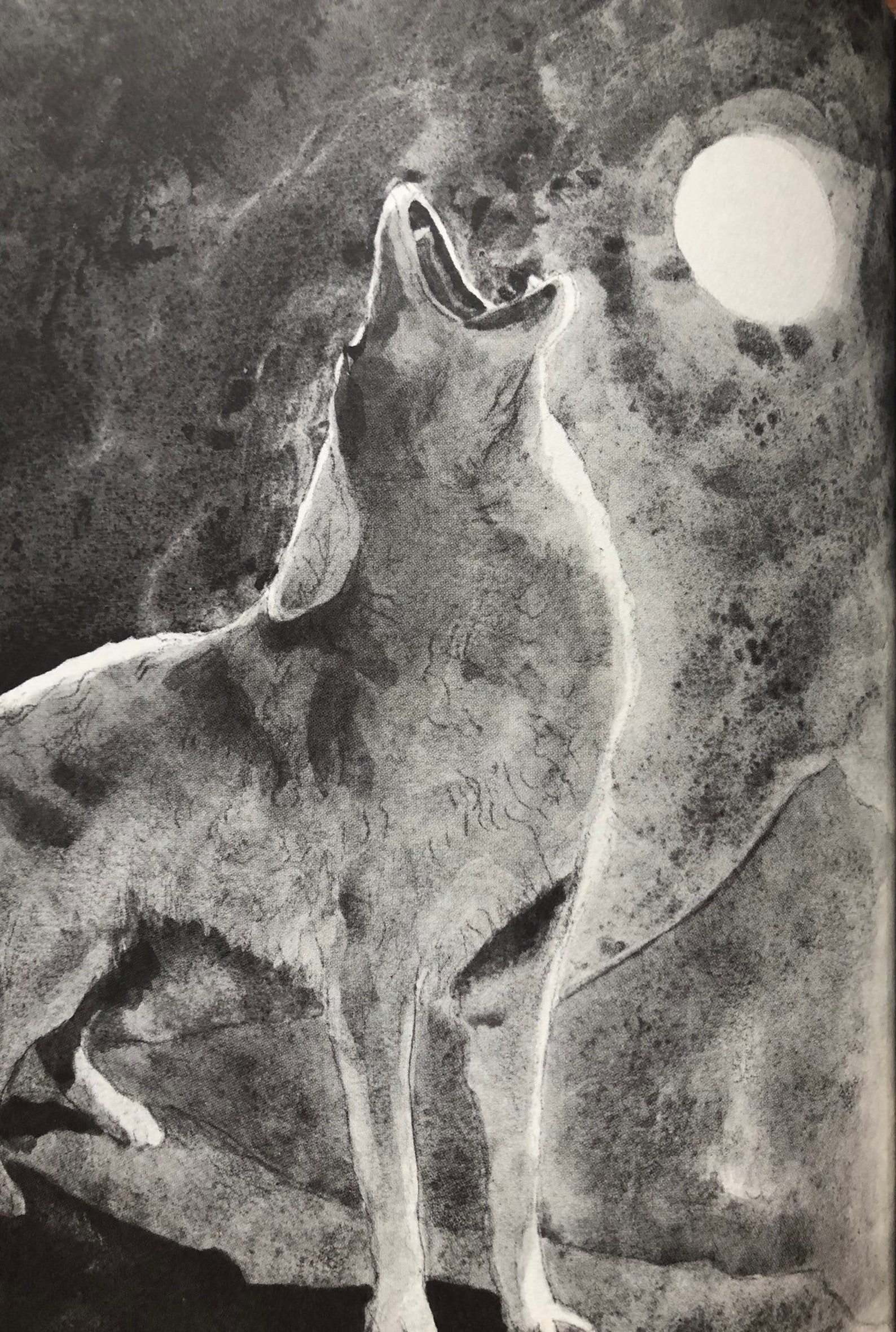 Coyote Cry by Byrd Baylor HB 1972 - Etsy