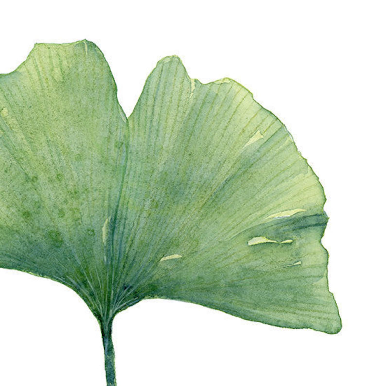 Tropical Wall Art Ginkgo Leaf Print Botanical Print of - Etsy