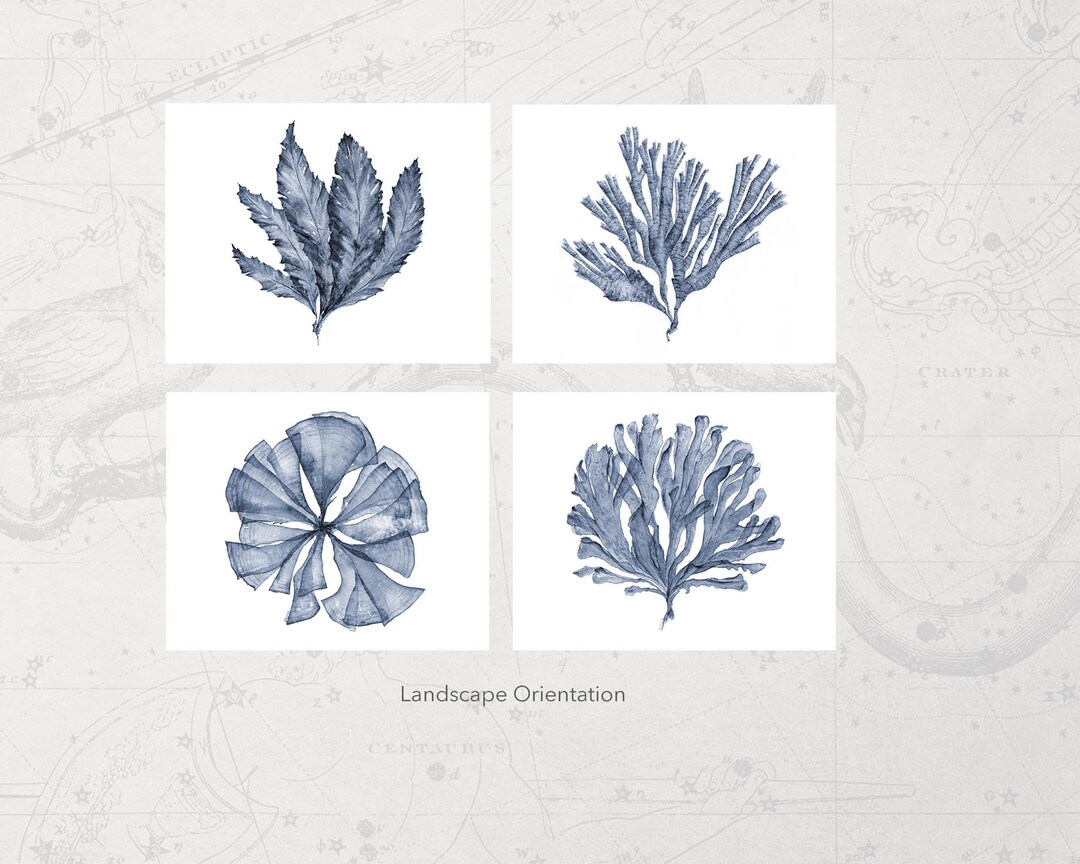 Hamptons Decor Blue Sea Fan Print Set of 4 Prints, Navy Blue Coastal ...