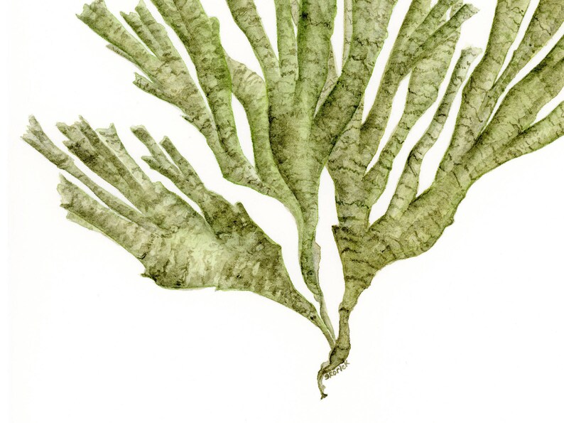 Botanical Print of Sea Fan Watercolor Painting Hamptons Style | Etsy