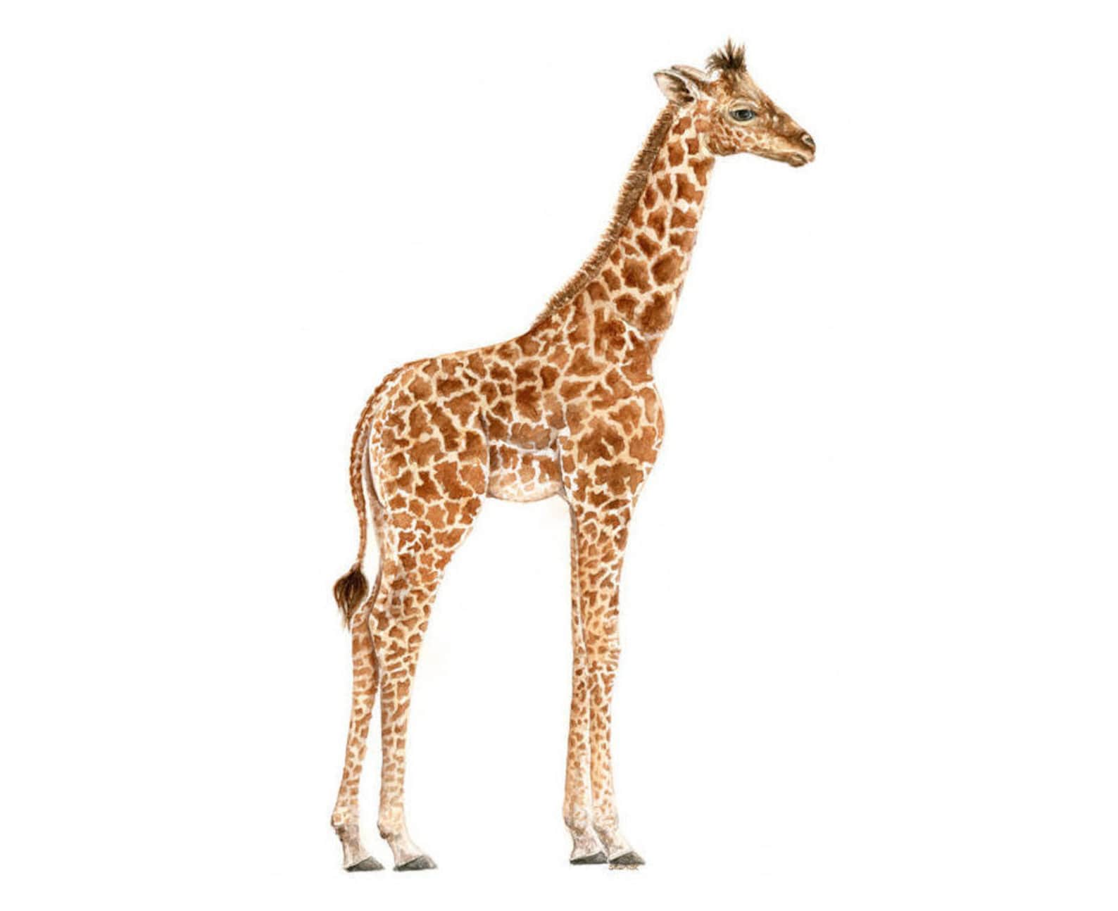 Giraffe Nursery Print Baby Room Decor Safari Animal Print for - Etsy