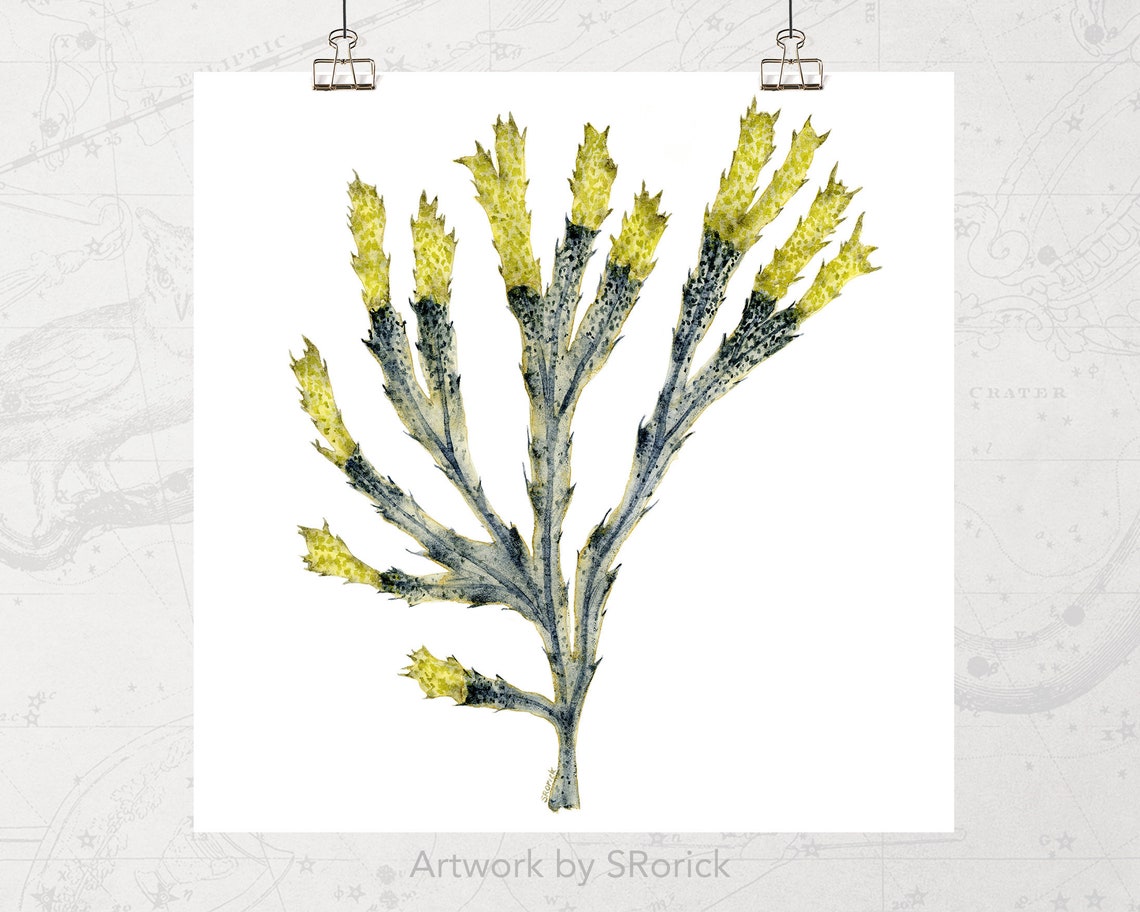 Sea Fan Art Print, 16x16 Inches Square Print for Walls, Hampton Style ...