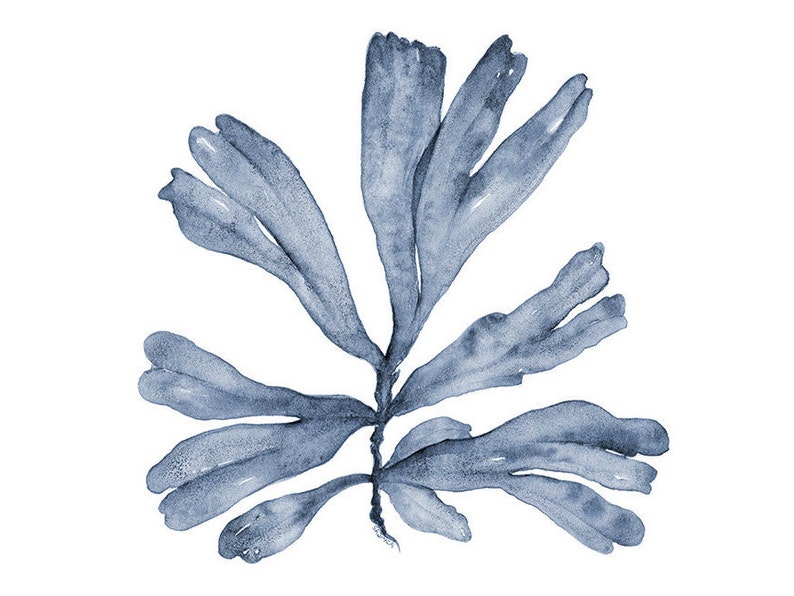 Hamptons Decor Blue Sea Fan Print Set of 4 Prints Navy Blue - Etsy