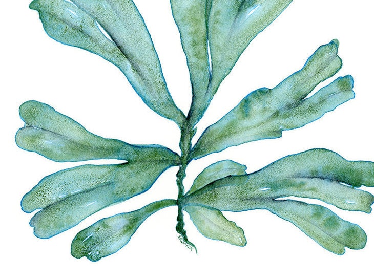 Botanical Print Set of 2 Coral Sea Fan Prints of Watercolor - Etsy