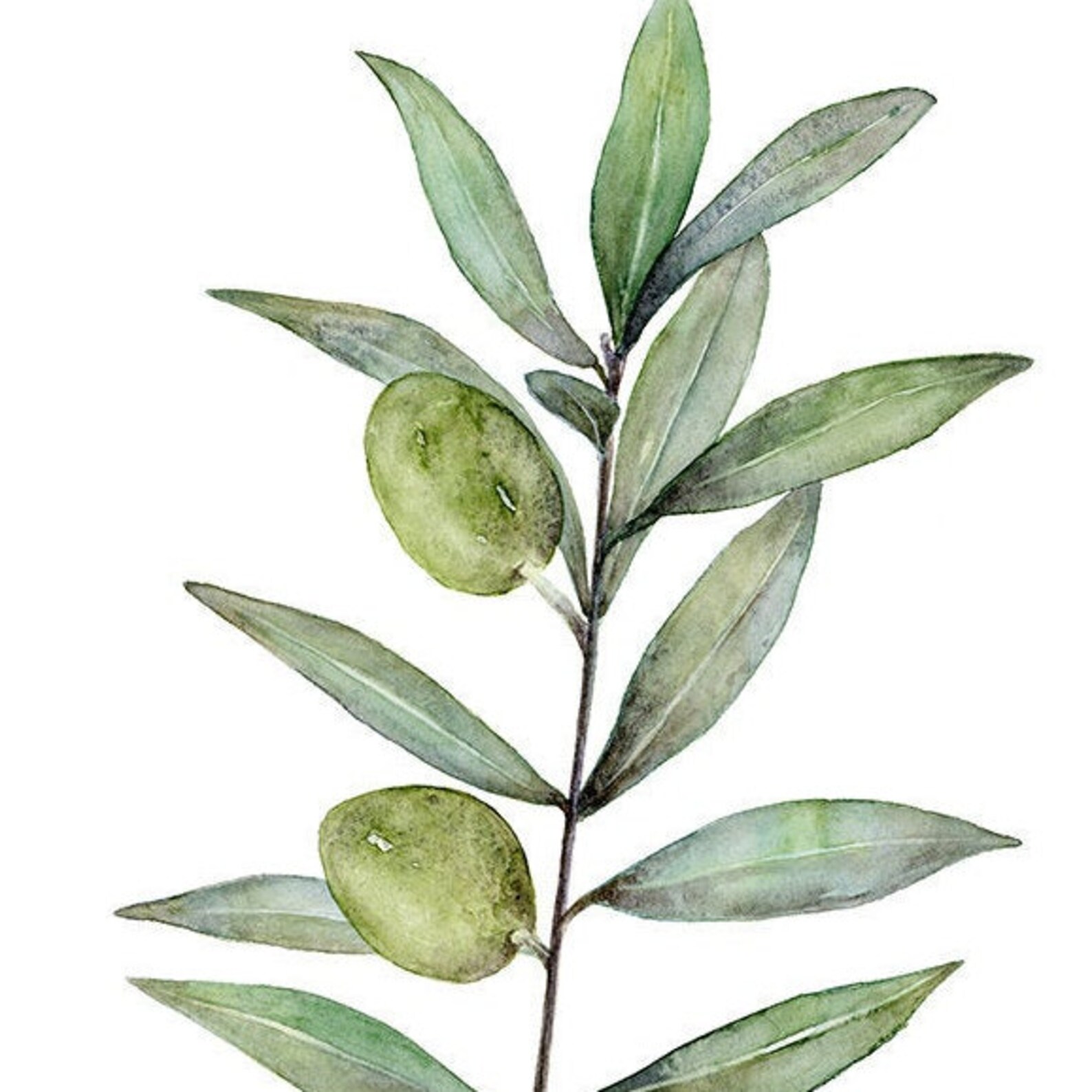 Botanical Print, Olive Leaf Herb Print for Kitchen Wall Decor, Minimal ...