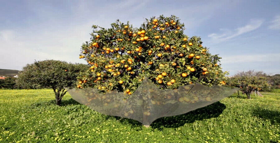 10' x 10' Fruit Tree Catcher for Better Home Gardening | Etsy