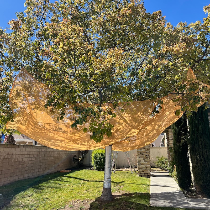 Apple Fruit Cat - Etsy