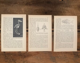 Animal Dissection - Etsy