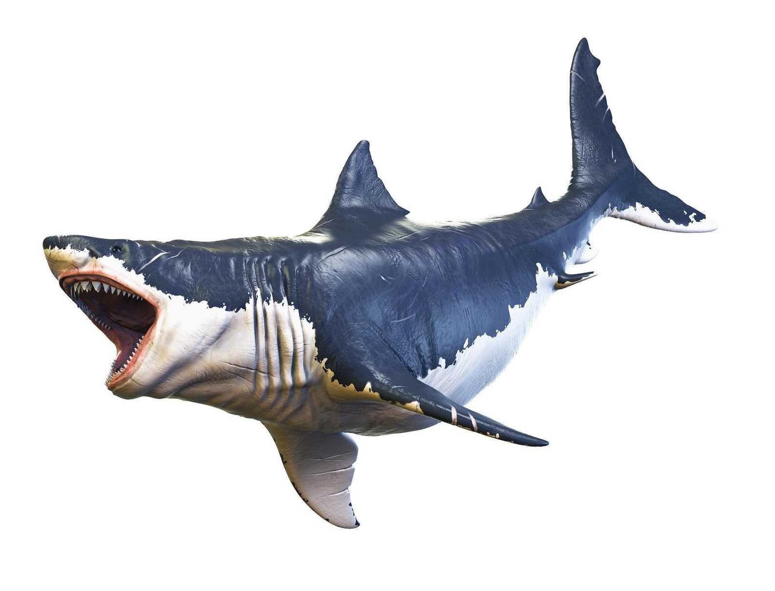 Megalodon Shark 2 Wall Decal Sticker Ocean Under the Sea Kids - Etsy
