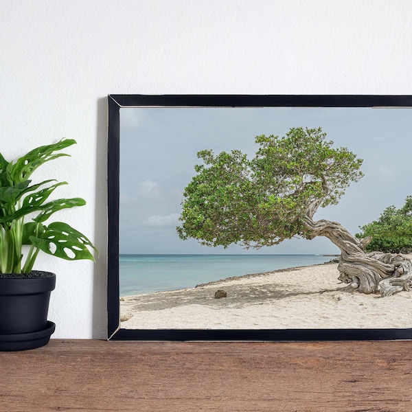 Divi Tree - Etsy